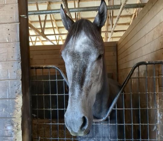 Brit's Candyman - Horse Roster | Kenwood Racing